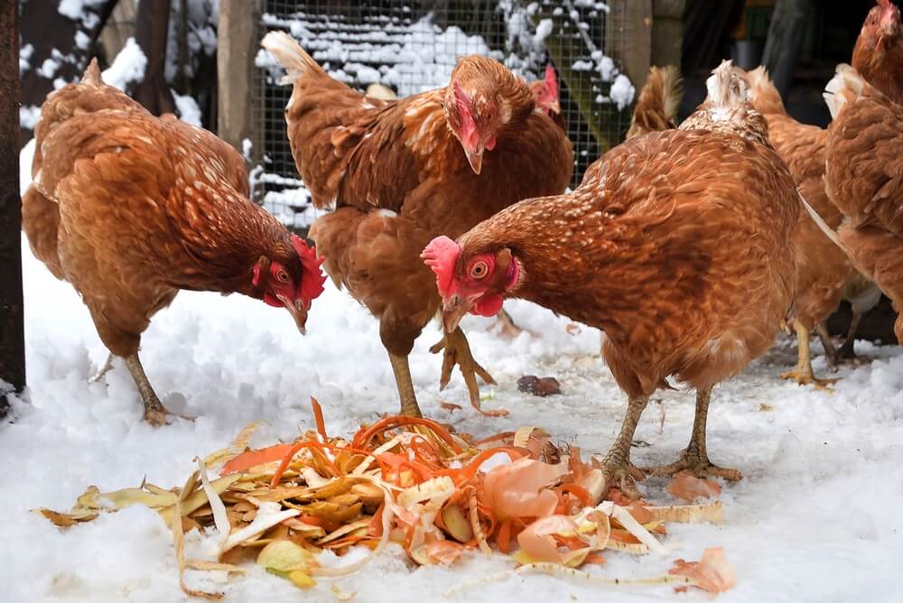What Can Chickens Eat Ultimate List Of 134 Foods Hens Can And Can What Can Chickens Eat Ultimate List Of 134 Foods Hens Can And Can