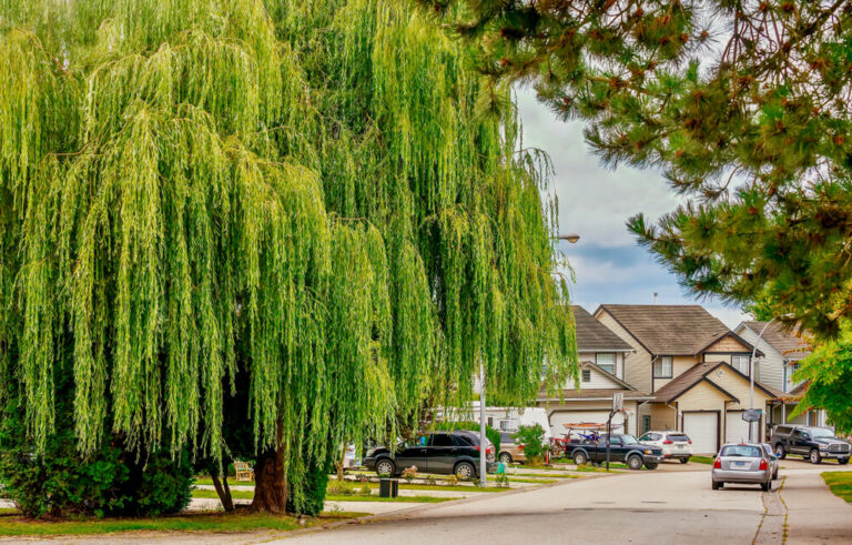 12 Best Trees to Line Driveway [Colorful Privacy Trees!] - Outdoor ...