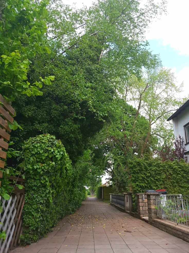 12 Best Trees to Line Driveway [Colorful Privacy Trees!] - Outdoor ...