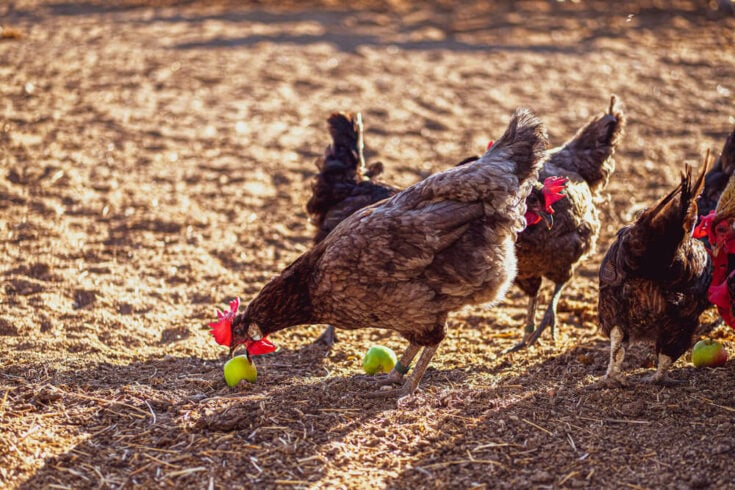 Can Chickens Fly? What About Roosters or Wild Chickens? - Outdoor ...