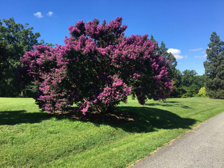 21 Stunning Trees With Purple Flowers, Leaves, and Berries! - Outdoor ...