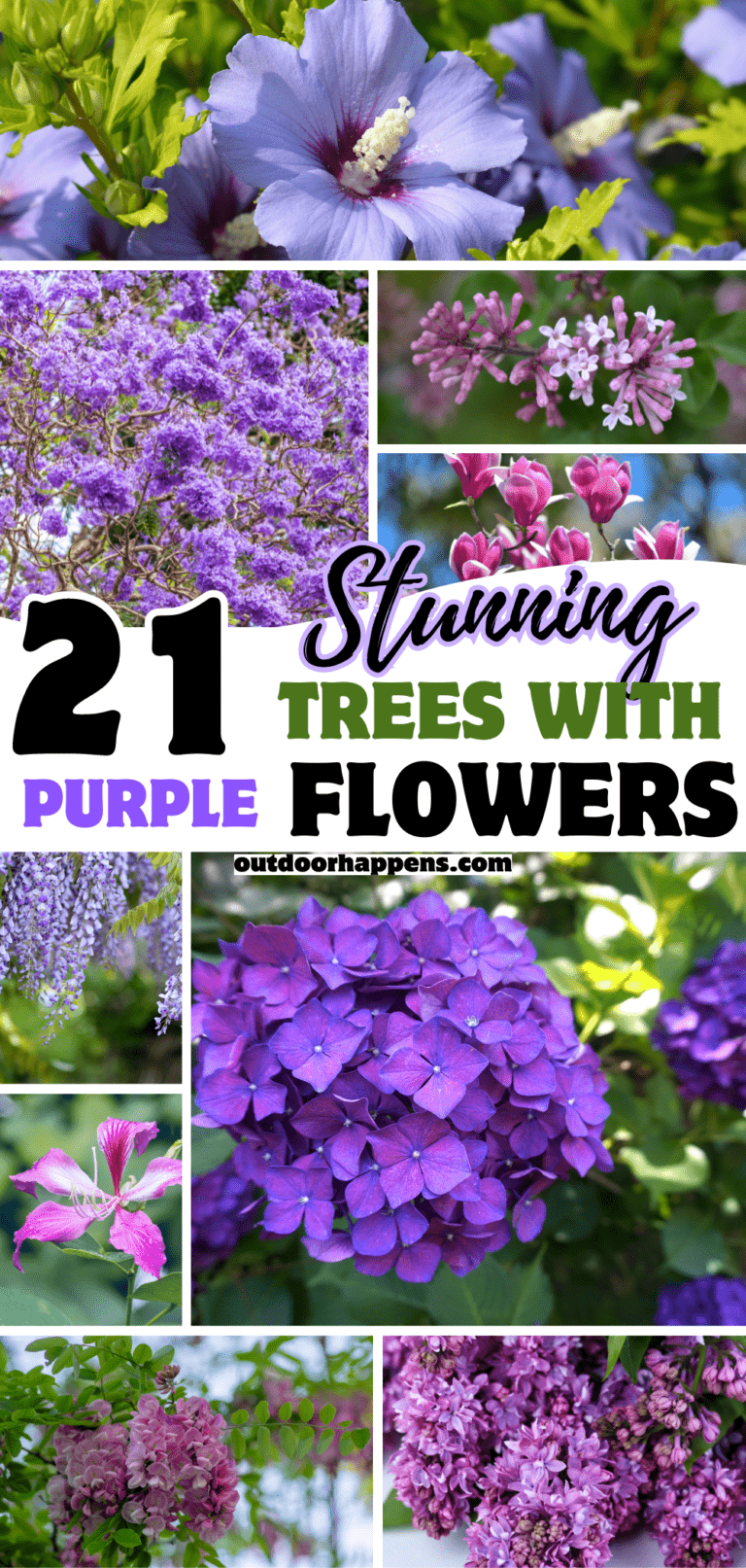 21 Stunning Trees With Purple Flowers, Leaves, and Berries! - Outdoor ...
