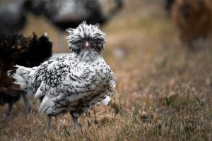 25 Fluffy Chicken Breeds to Add to Your Flock!