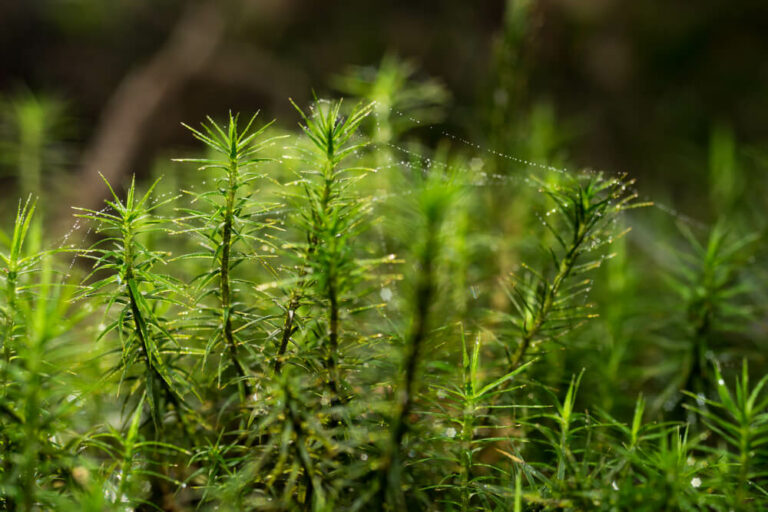 Edible Mosses - Can You Eat Moss and 3+ Types to Forage - Outdoor ...