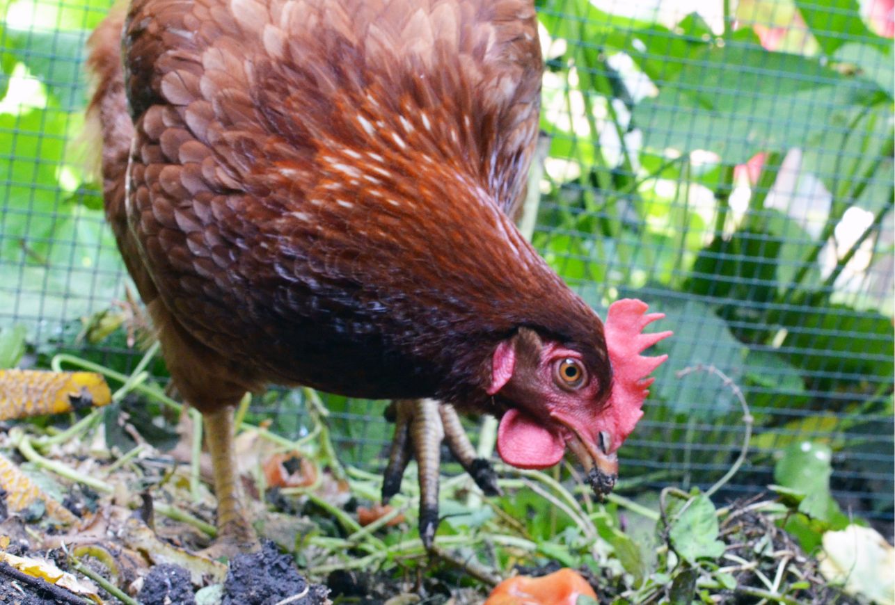 What Can Chickens Eat? Ultimate List of 134 Foods Hens Can and Can't ...