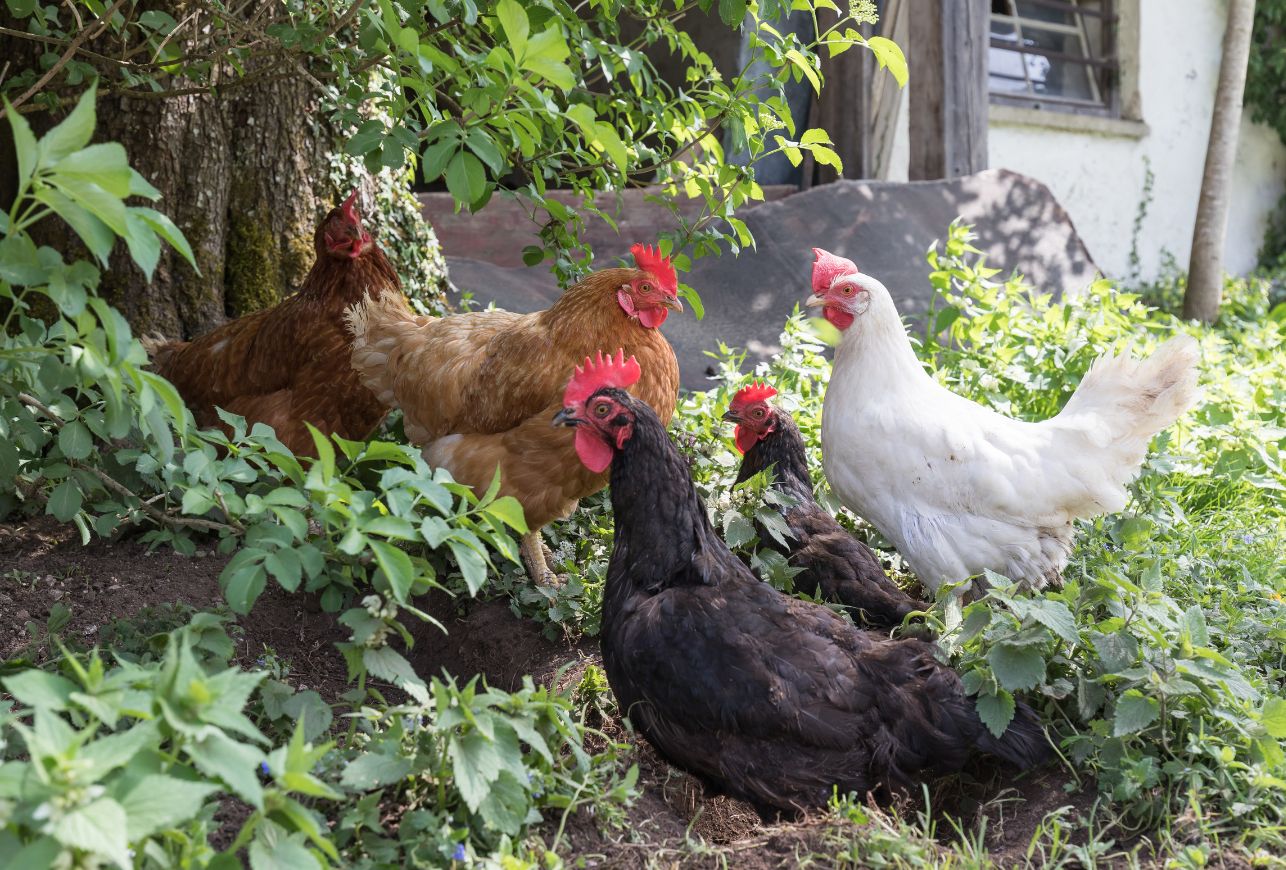 What Can Chickens Eat? Ultimate List of 134 Foods Hens Can and Can't ...