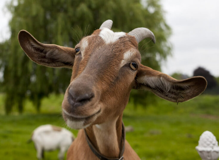 How Long Does a Goat Live on Your Farm [+ How to Tell His Age ...