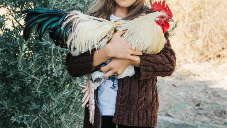 25 Fluffy Chicken Breeds to Add to Your Flock!
