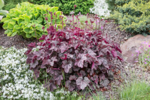 7+ Shrubs With Red Leaves All Year (+ Our Red Leaf Deciduous Shrubs ...