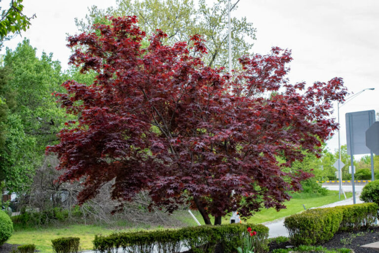 7+ Shrubs With Red Leaves All Year (+ Our Red Leaf Deciduous Shrubs ...