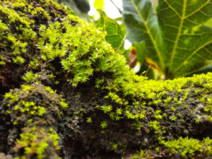 Edible Mosses - Can You Eat Moss and 3+ Types to Forage - Outdoor ...