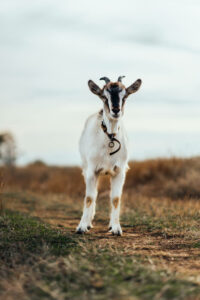 How Long Does a Goat Live on Your Farm [+ How to Tell His Age ...