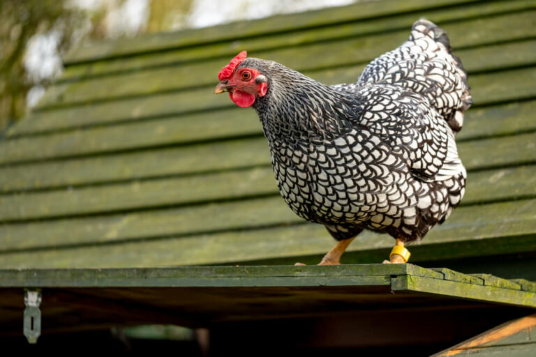 25 Fluffy Chicken Breeds to Add to Your Flock!