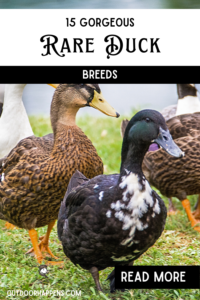 Rare Duck Breeds - 15 Ducks That'll Make You Quack In Awe