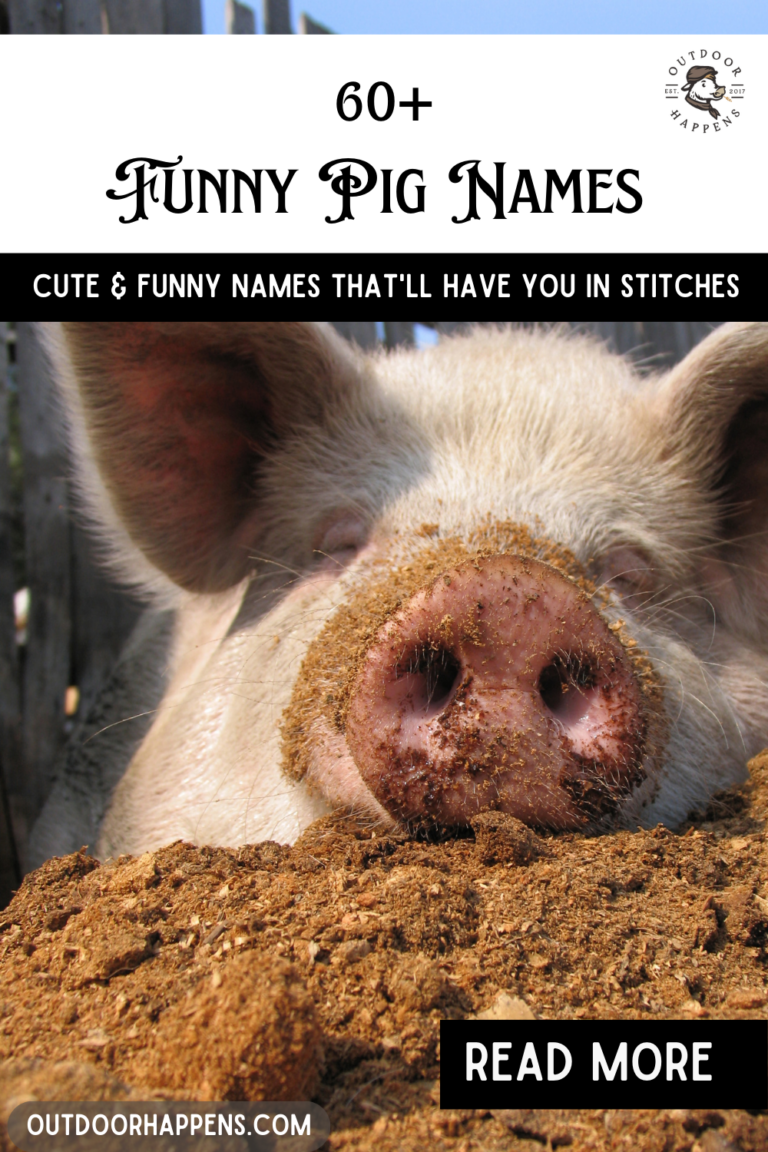 60+ Funny Pig Names That'll Truly Have You in Stitches - Outdoor ...