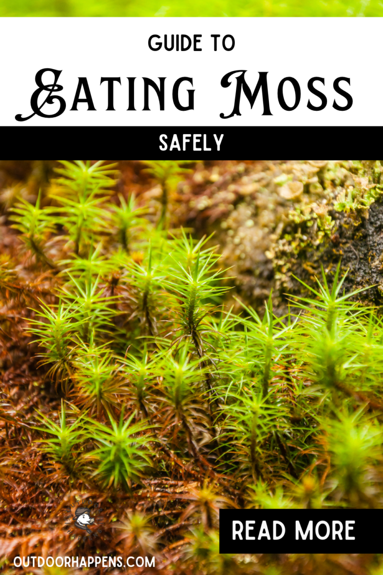 Edible Mosses - Can You Eat Moss and 3+ Types to Forage - Outdoor ...