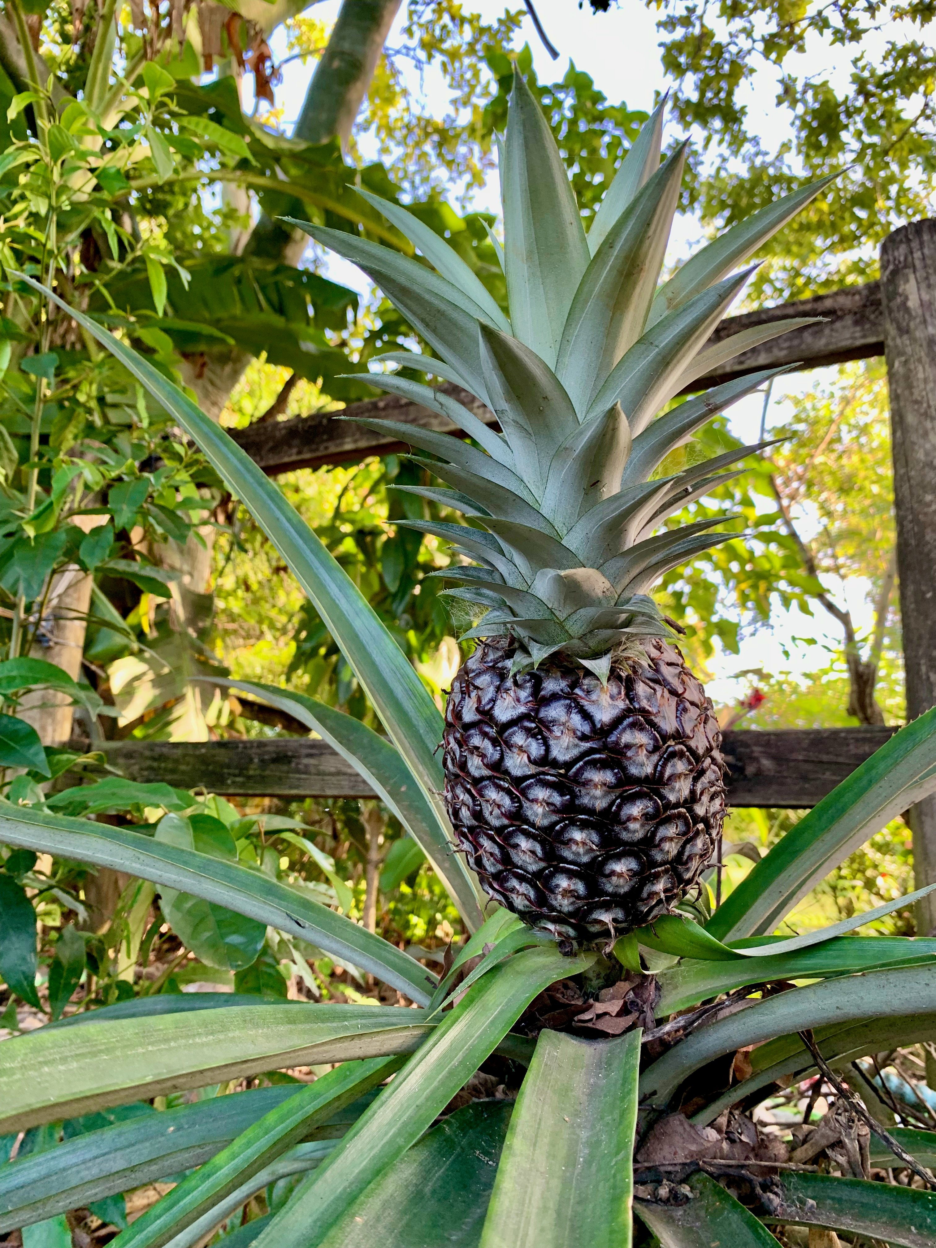 How Long Does It Take to Grow a Pineapple? + Pineapple Growing Stages ...