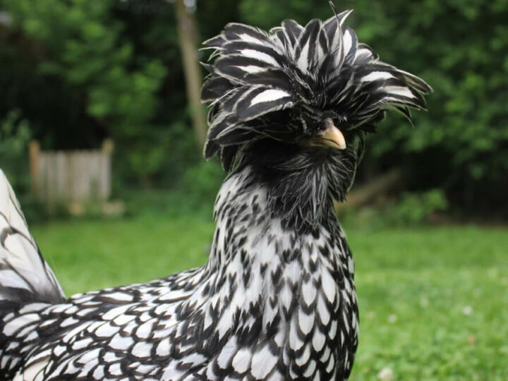 17 Black and White Chicken Breeds - Our Chanel Poultry List! - Outdoor ...