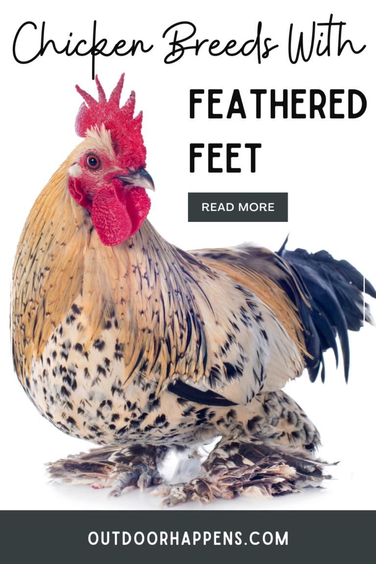 8 Best Breeds of Chickens With Feathered Feet [+ Photos!] - Outdoor ...