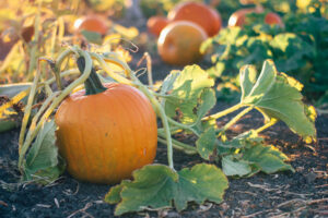 How Many Pumpkins Per Plant to Get the Best Yield + Growing Tips ...