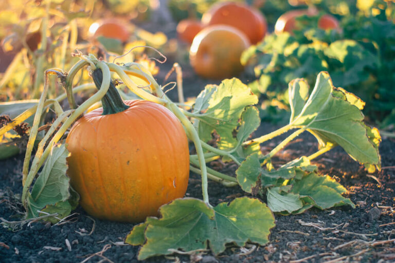 How Many Pumpkins Per Plant to Get the Best Yield + Growing Tips ...