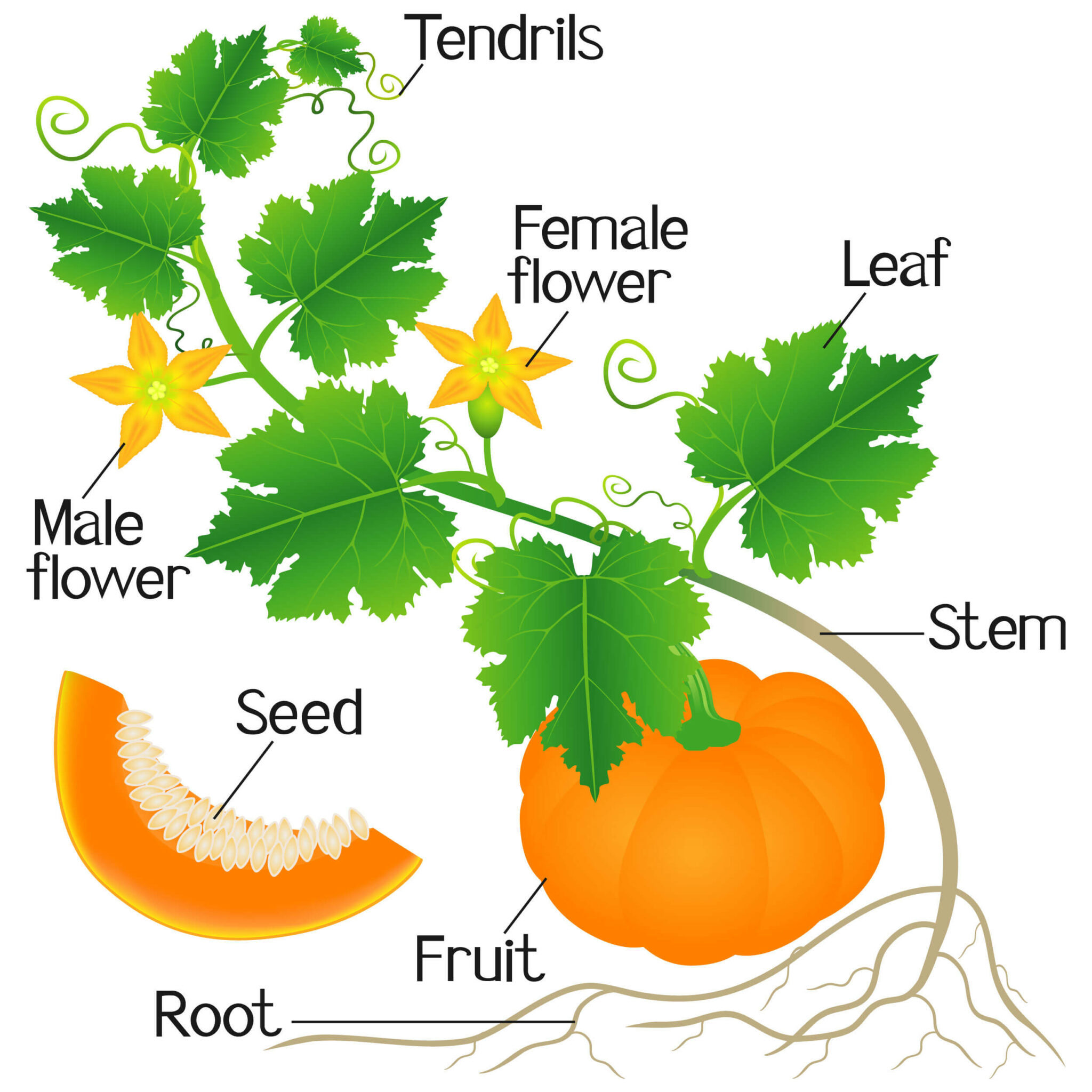 How Many Pumpkins Per Plant to Get the Best Yield + Growing Tips ...
