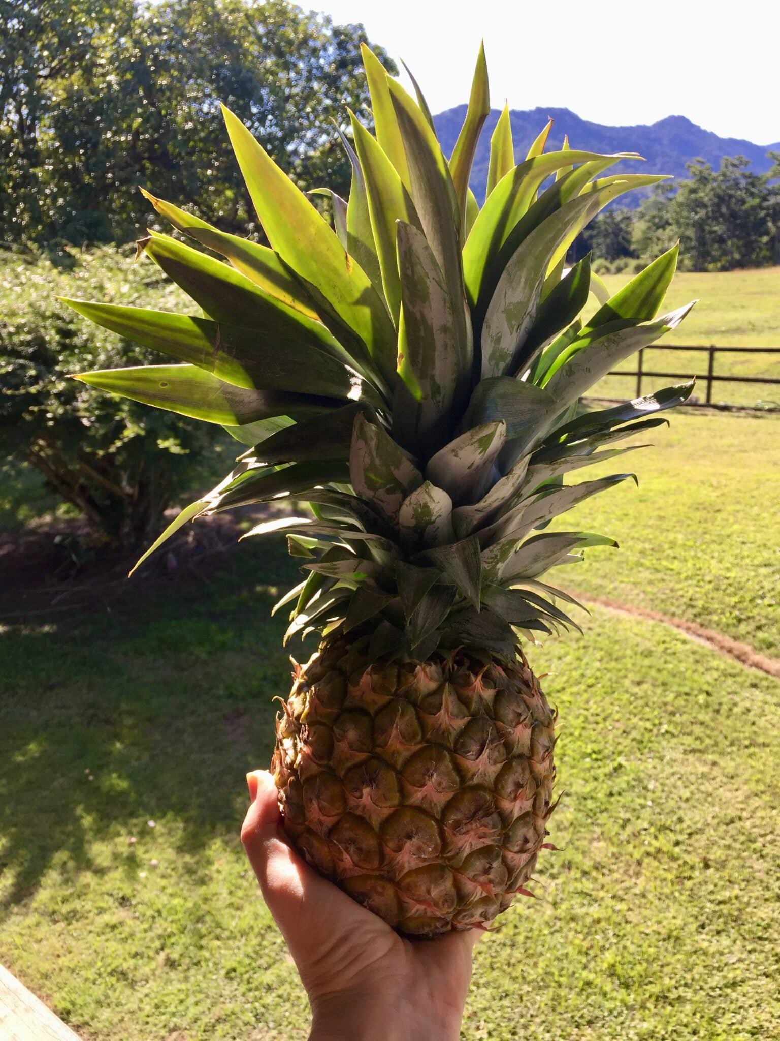 How Long Does It Take to Grow a Pineapple? + Pineapple Growing Stages ...