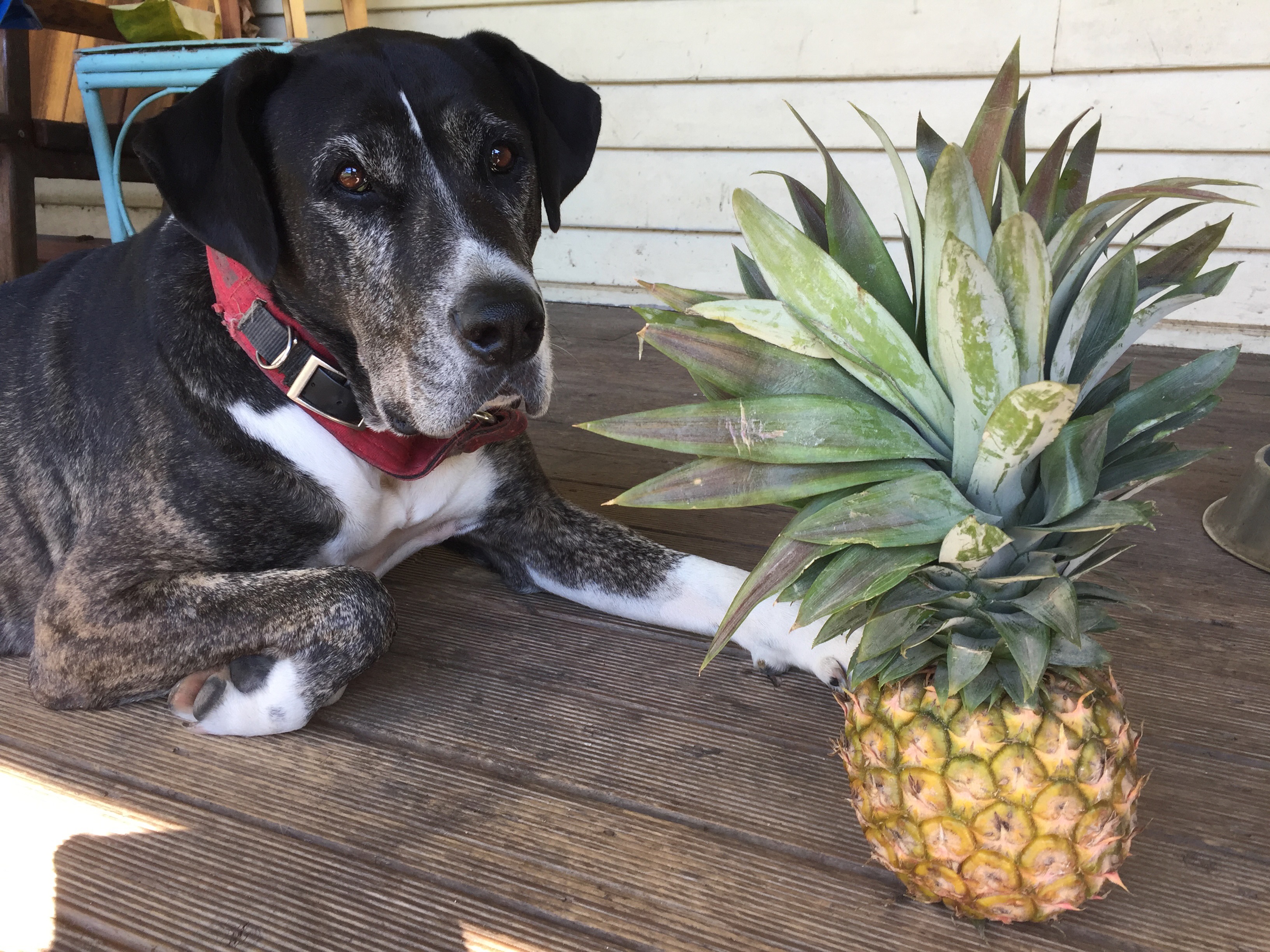 How Long Does It Take to Grow a Pineapple? + Pineapple Growing Stages ...