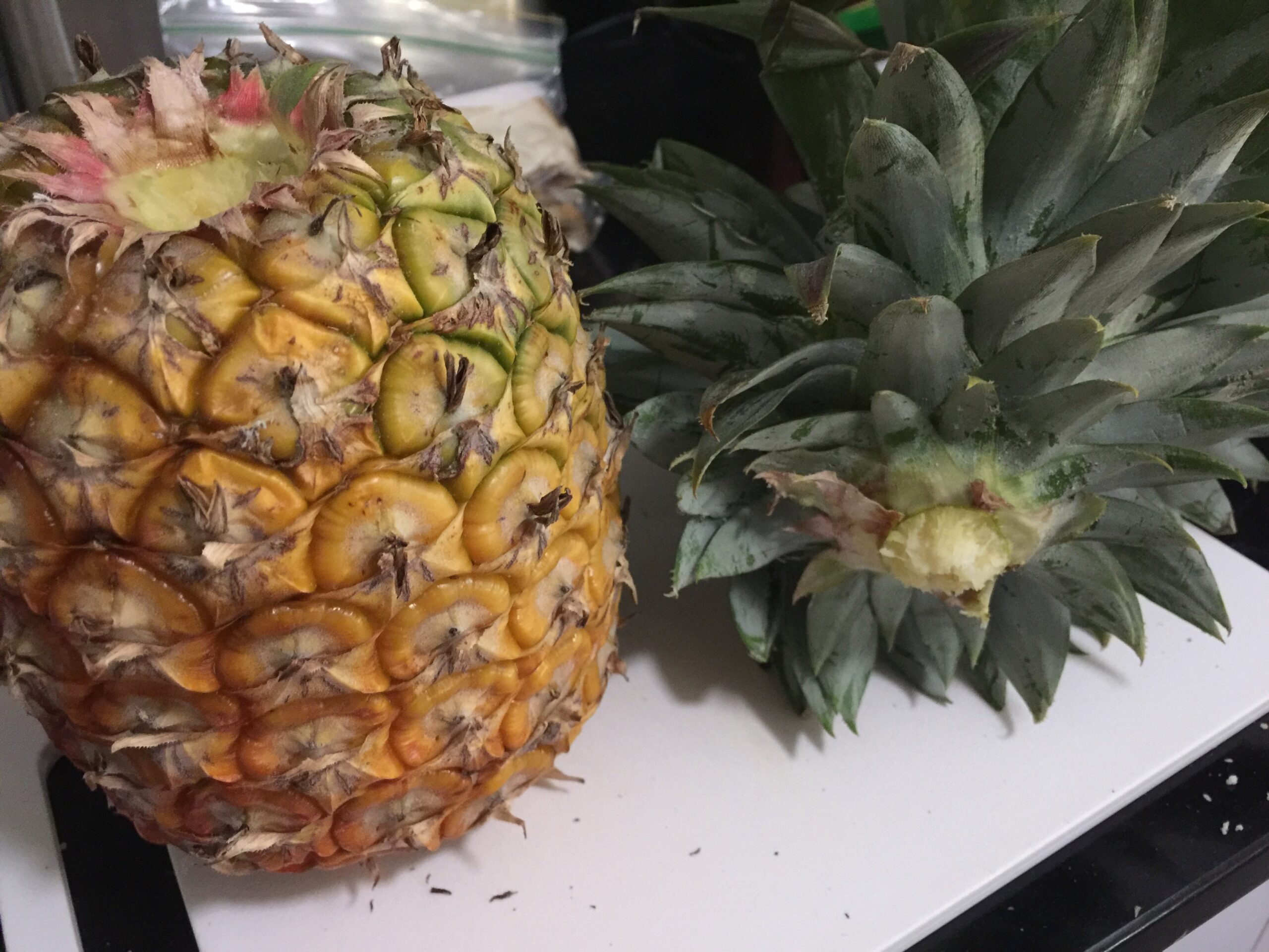 How Long Does It Take to Grow a Pineapple? + Pineapple Growing Stages ...