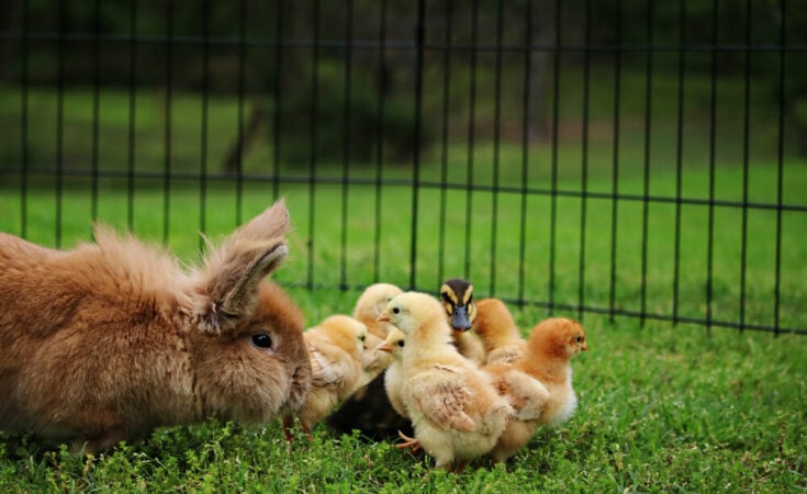 8 Most Profitable Farming Animals | 2025 USA Smart Farmer’s Guide ...