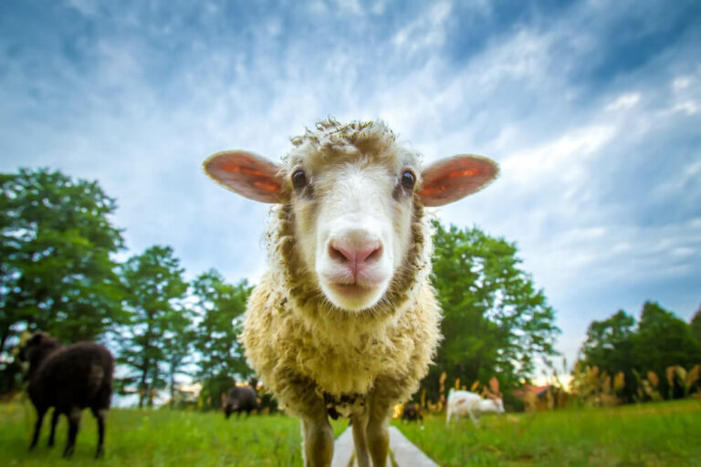 8 Most Profitable Farming Animals | 2025 USA Smart Farmer’s Guide ...