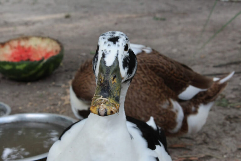 8 Black and White Duck Breeds [Farm Ducks, Wood Ducks, and Sea Ducks ...