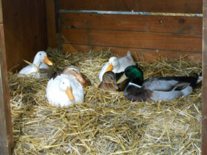 How Much Do Ducks Cost to Buy and Raise on Your Homestead - Outdoor ...