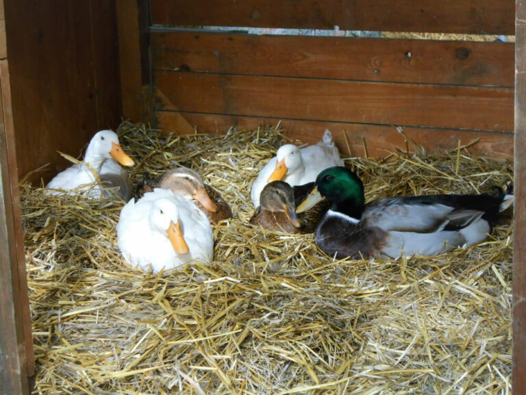 How Much Do Ducks Cost to Buy and Raise on Your Homestead - Outdoor ...