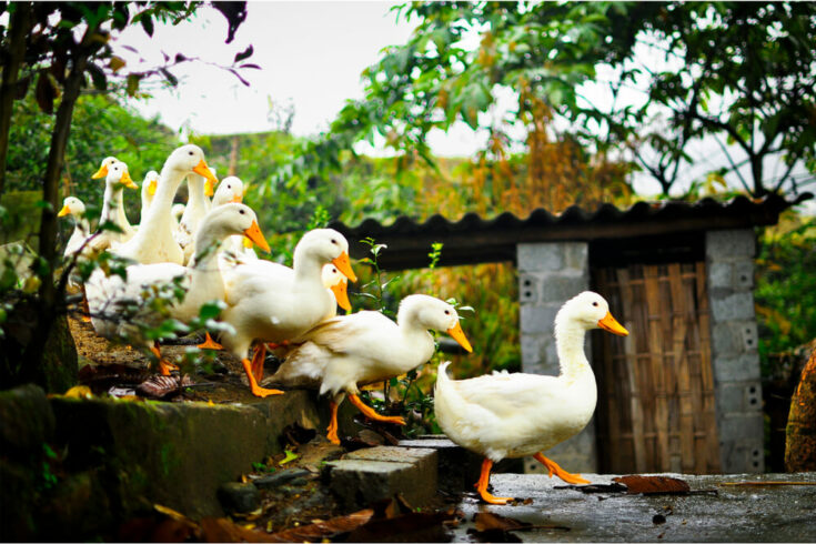 How Much Do Ducks Cost to Buy and Raise on Your Homestead - Outdoor ...