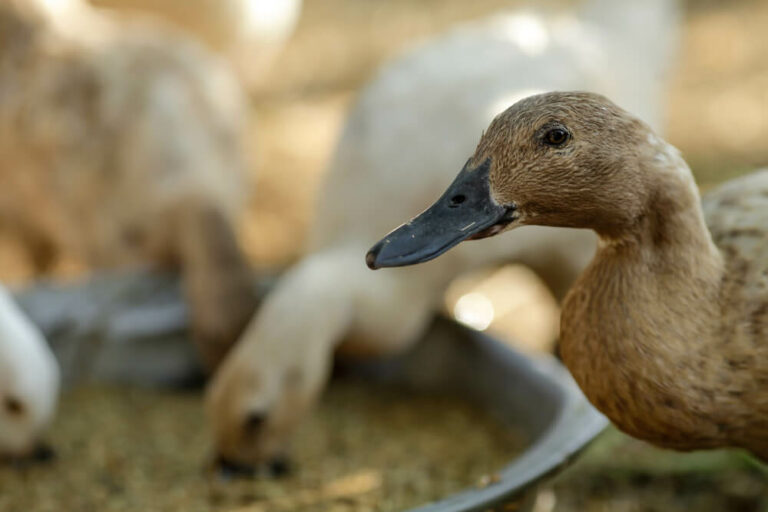 How Much Do Ducks Cost to Buy and Raise on Your Homestead - Outdoor ...