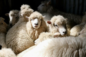 15 Best Sheep Breeds for Wool! [Fine Clothing, Socks, and Sweaters ...