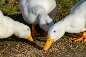 How Much Do Ducks Cost to Buy and Raise on Your Homestead - Outdoor ...