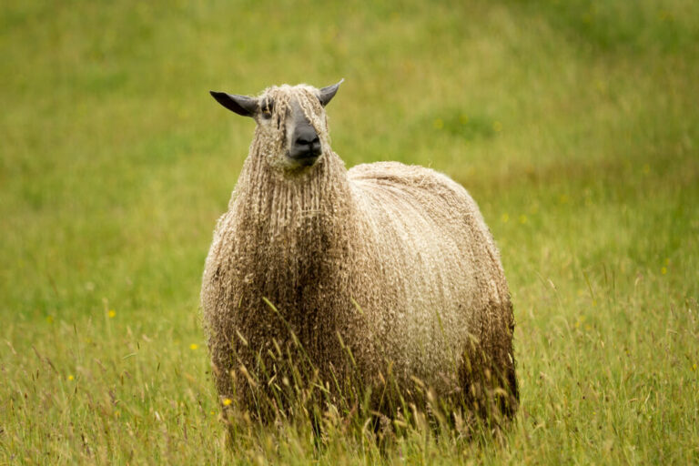 15 Best Sheep Breeds for Wool! [Fine Clothing, Socks, and Sweaters ...