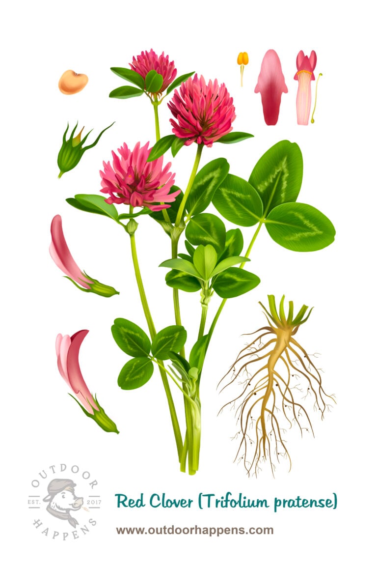 13 Common Weeds With Pink Flowers You Might Find In Your Garden ...