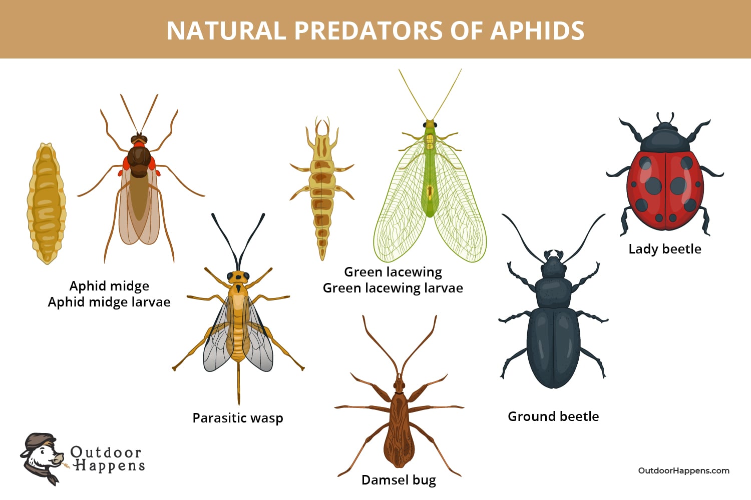 Aphids On Tomato Plants – Complete Guide to Natural Aphid Prevention ...