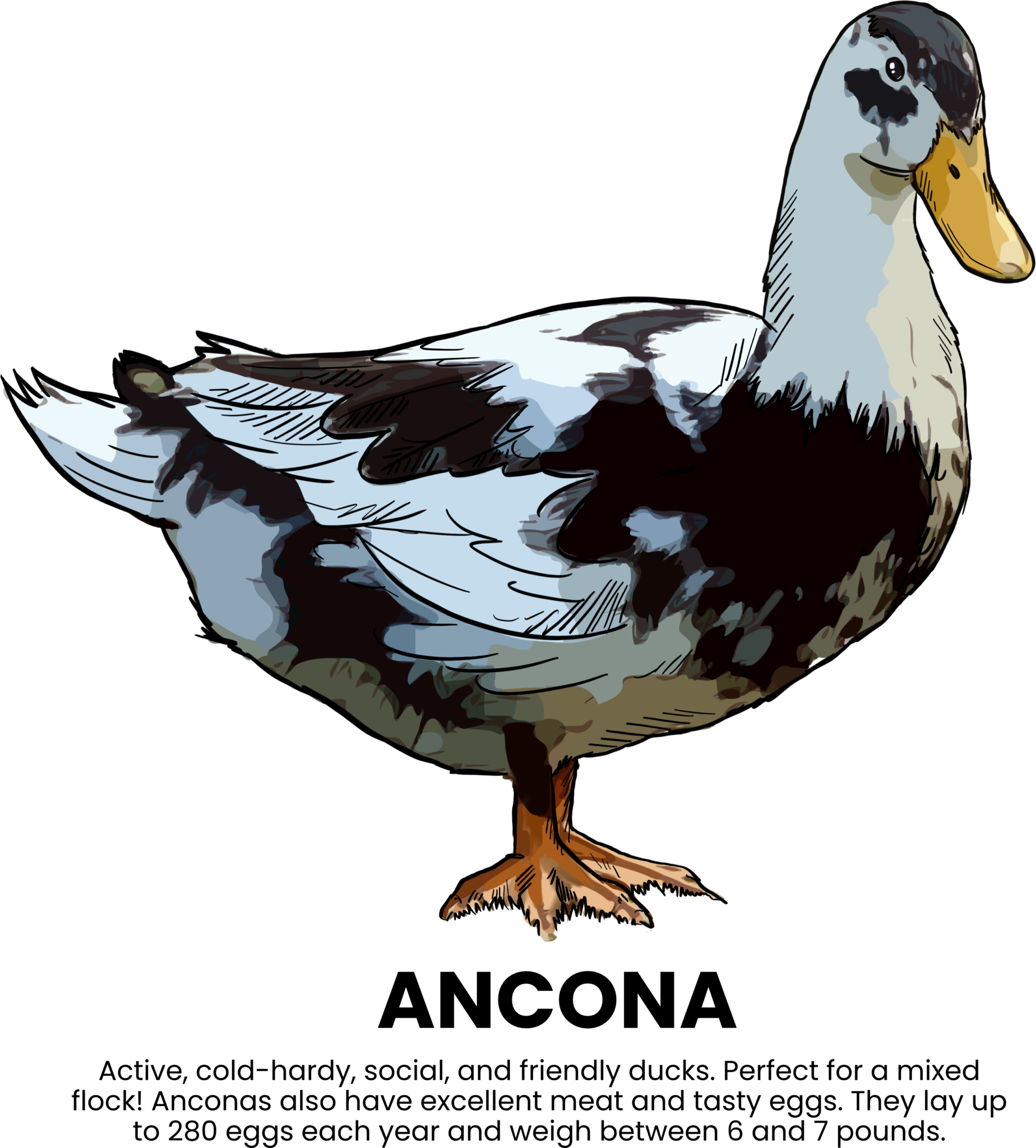 8 Black and White Duck Breeds [Farm Ducks, Wood Ducks, and Sea Ducks ...