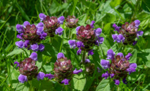 11+ Weeds With Purple Flowers | With Photos for Identification ????️