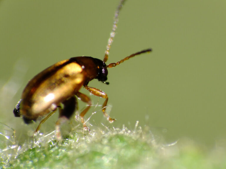 8+ Bugs That Look Like Fleas! ???? [Photo ID Guide to Ticks, Bed Bugs ...