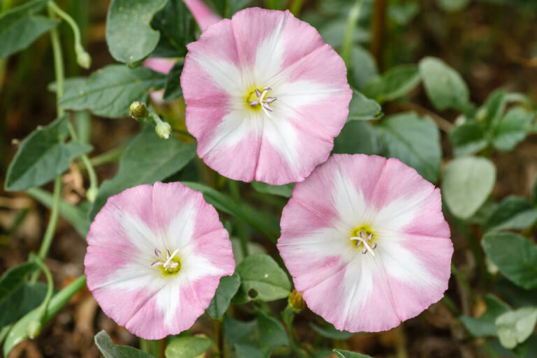 13 Common Weeds With Pink Flowers You Might Find In Your Garden ...