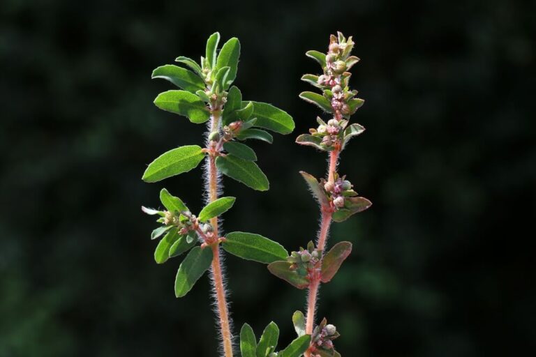 13 Common Weeds With Pink Flowers You Might Find In Your Garden ...