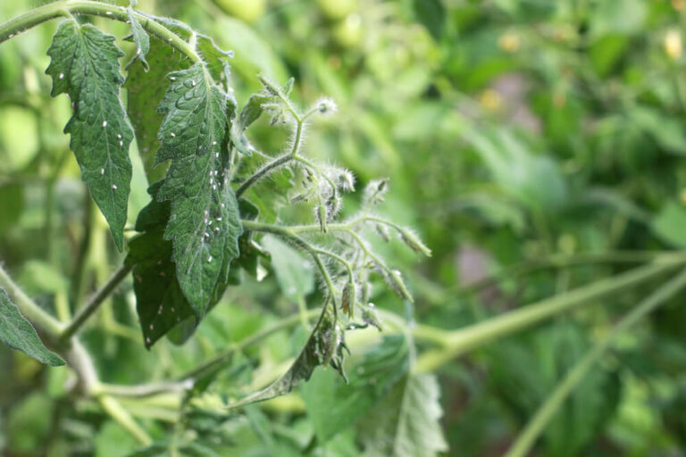 Aphids On Tomato Plants – Complete Guide to Natural Aphid Prevention ...
