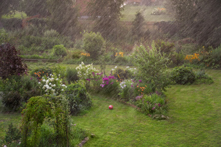 Dozens of Thirsty Plants That Absorb Lots of Water | Shrubs, Trees, and ...