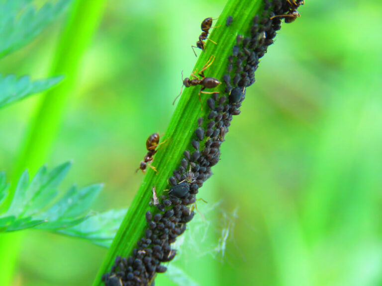 15 Tiny Black Bugs That Look Like Poppy Seeds | Ticks, Aphids, Snow ...