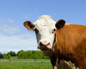13 Best Beef Cows for Beginners - Selecting the Right Breed for Your ...